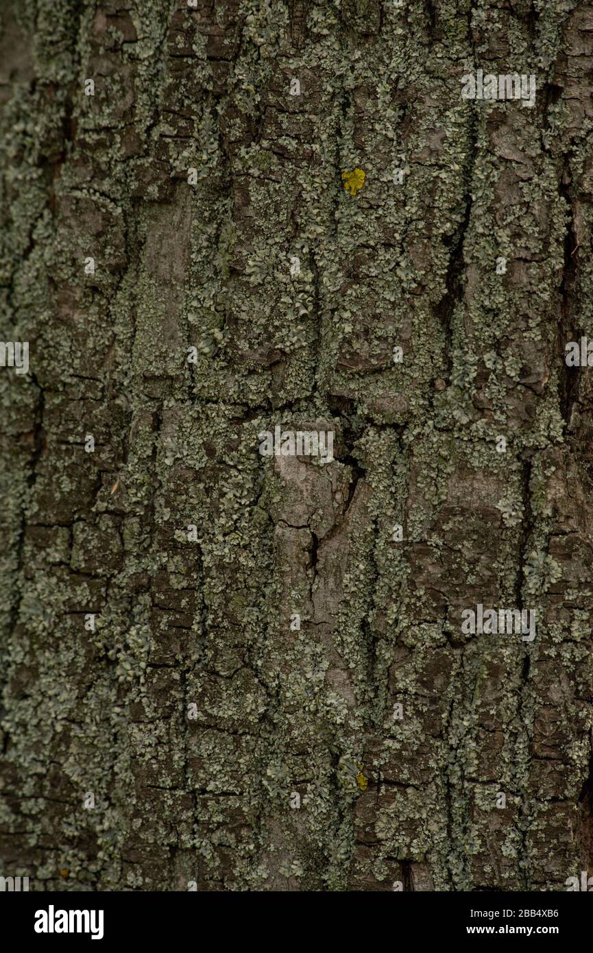 Old tree bark. wood texture background surface with natural pattern ...