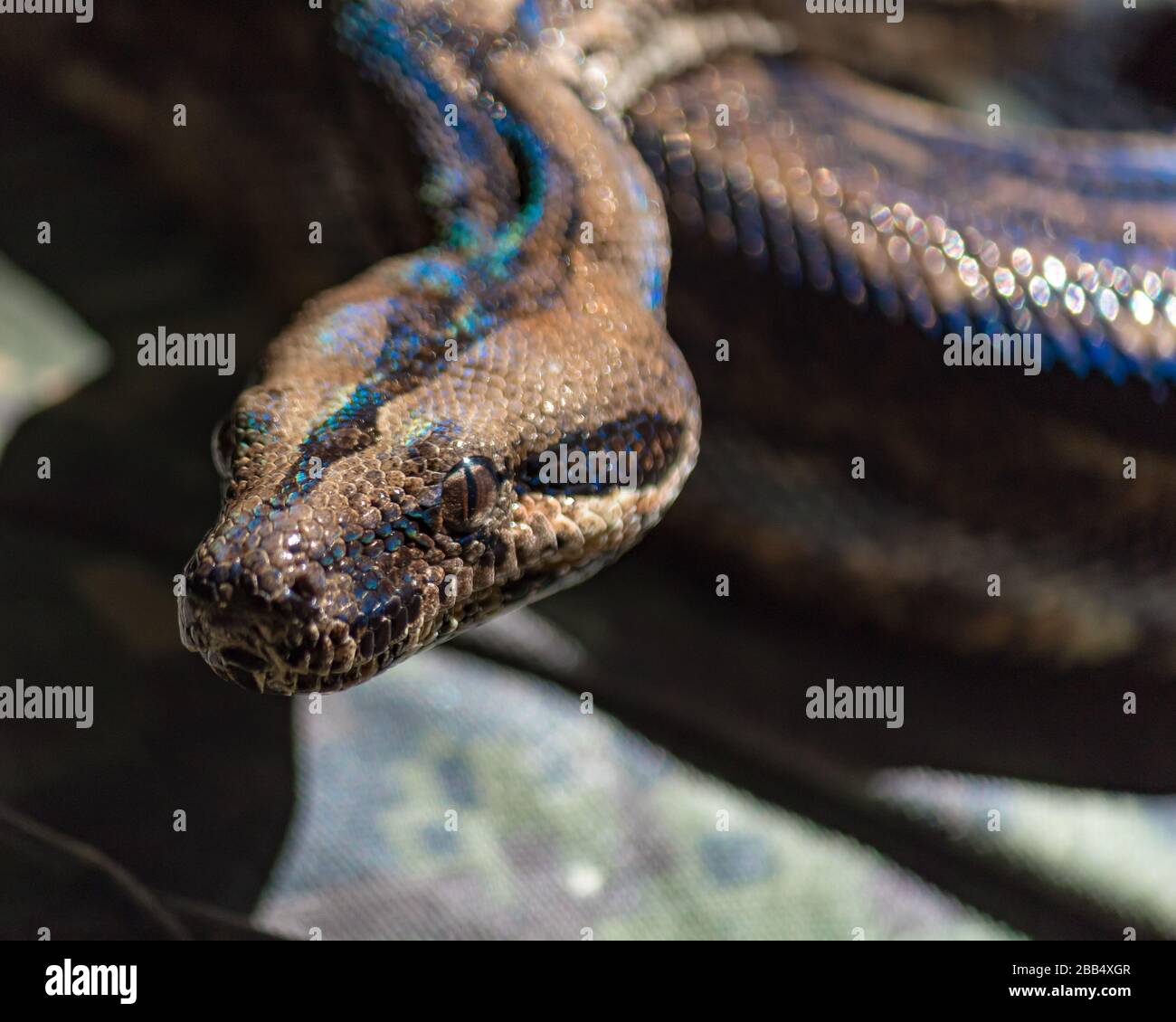 Cancun and Mexican Riviera in general has seen its jungle chopped down ...