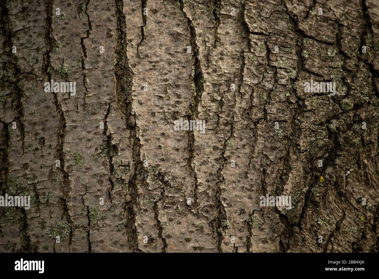 Old tree bark. wood texture background surface with natural pattern ...