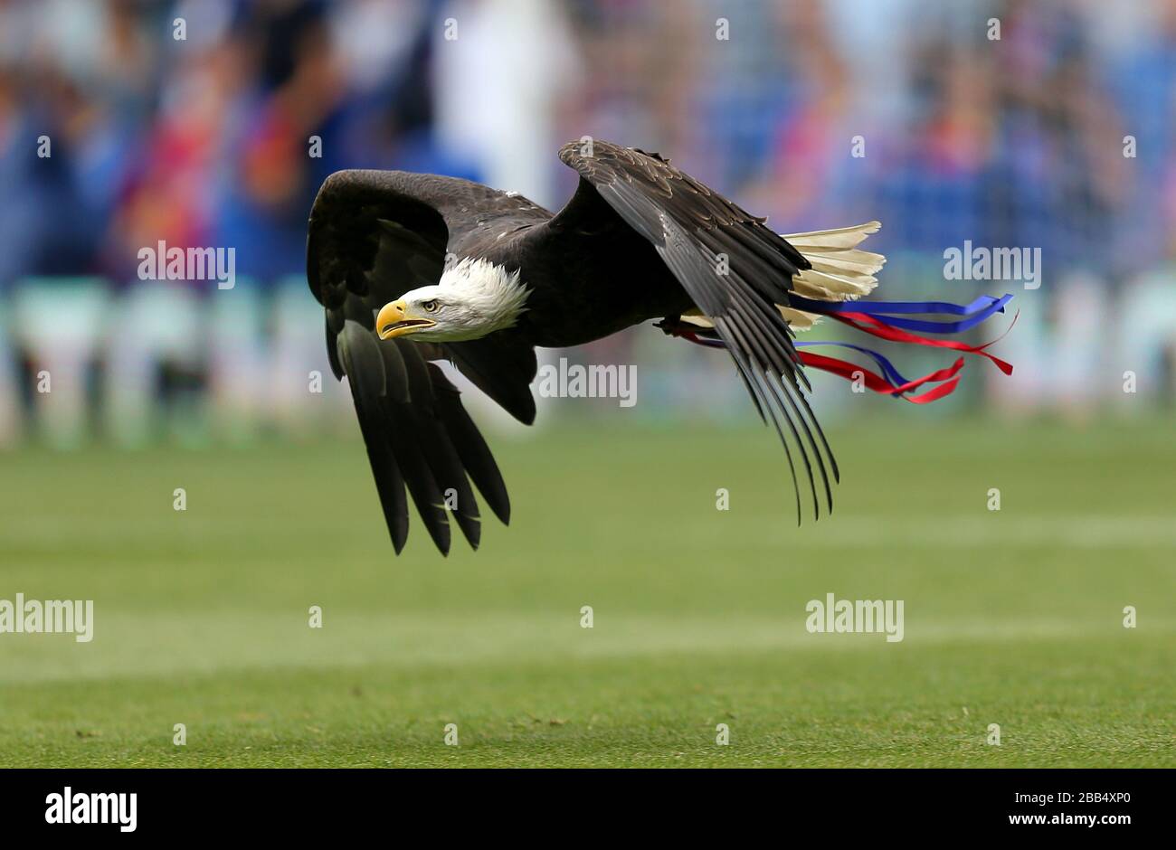 Crystal Palace mascot Kayla the Eagle prior to kick-off Stock Photo - Alamy