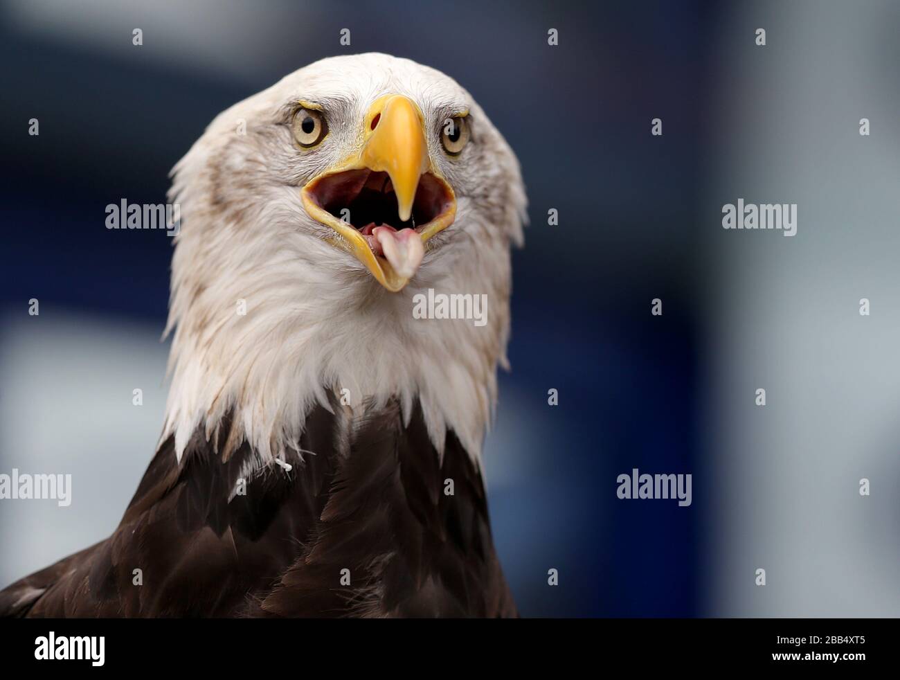 Kayla eagle hi-res stock photography and images - Alamy