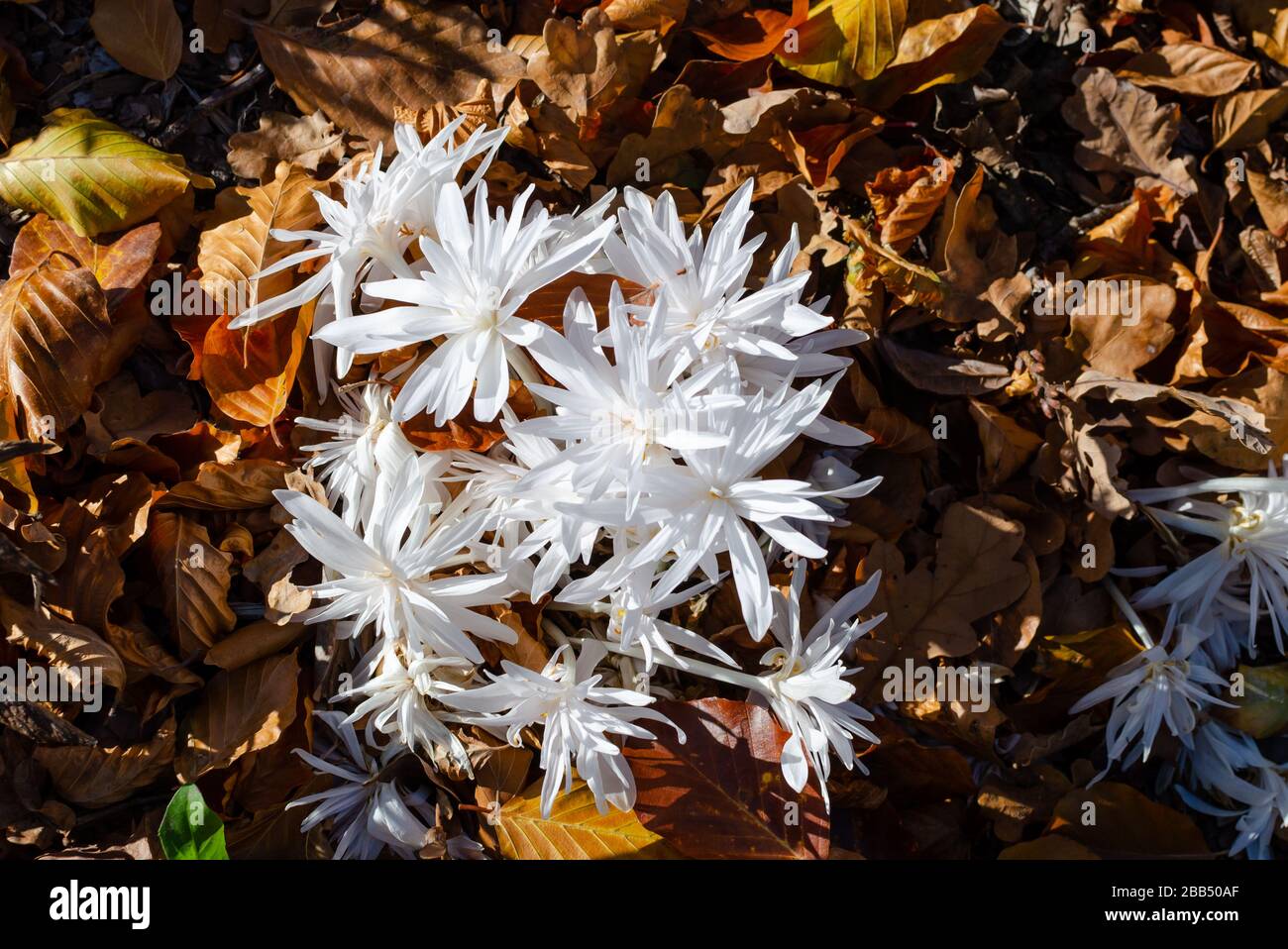 Colchicum autumnale "Alboplenum" in the botany, Poland Stock Photo - Alamy