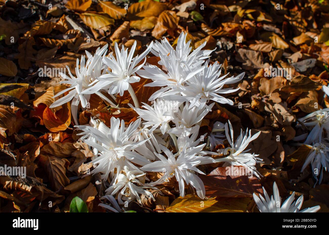 Colchicum autumnale "Alboplenum" in the botany, Poland Stock Photo - Alamy
