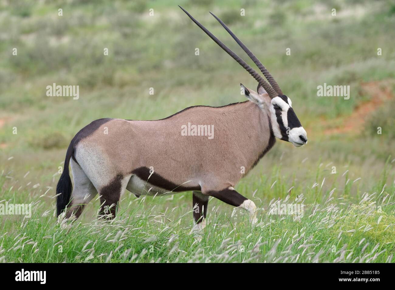Adult male gemsbuck hi-res stock photography and images - Alamy