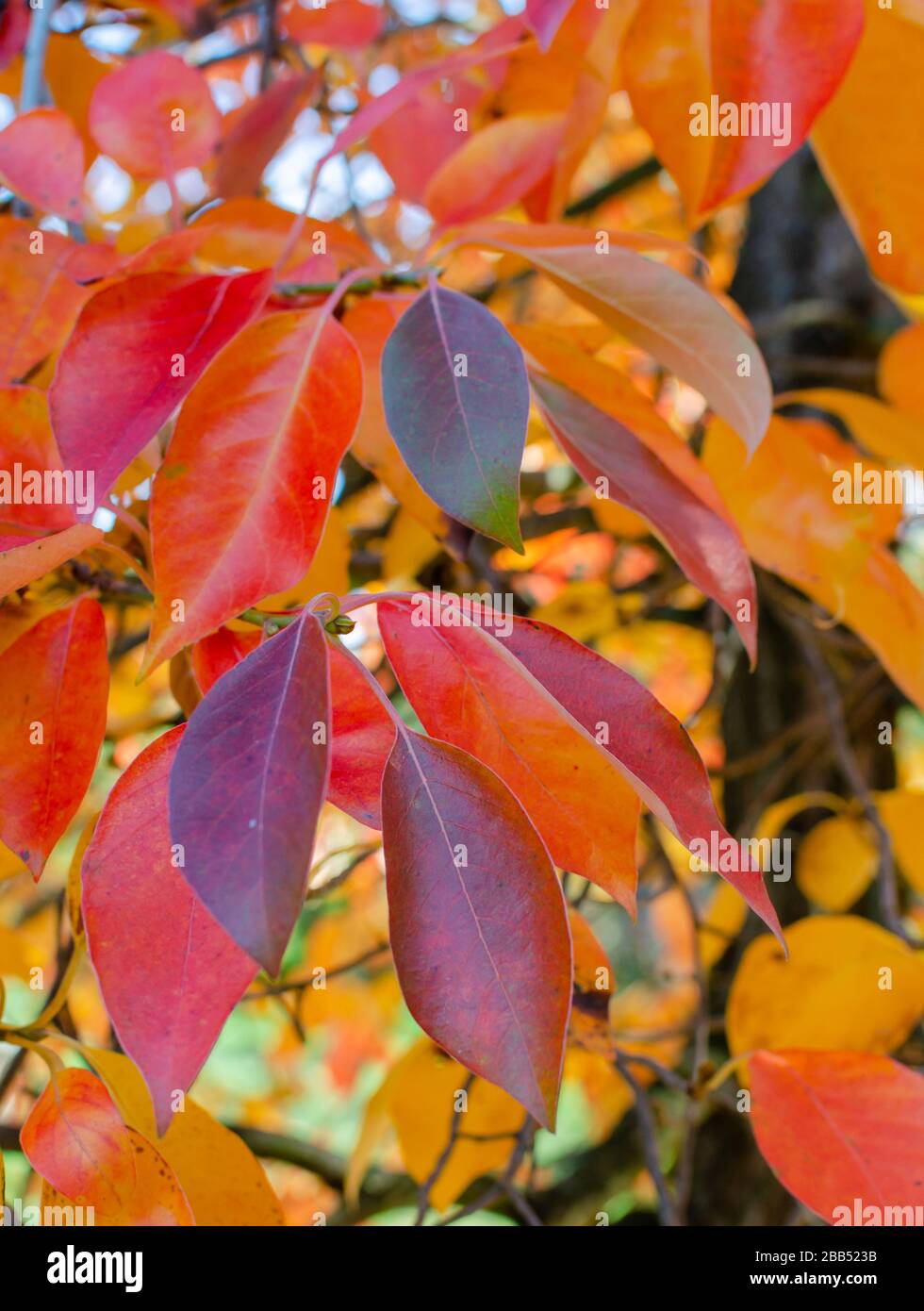 Black gum tree hi-res stock photography and images - Alamy