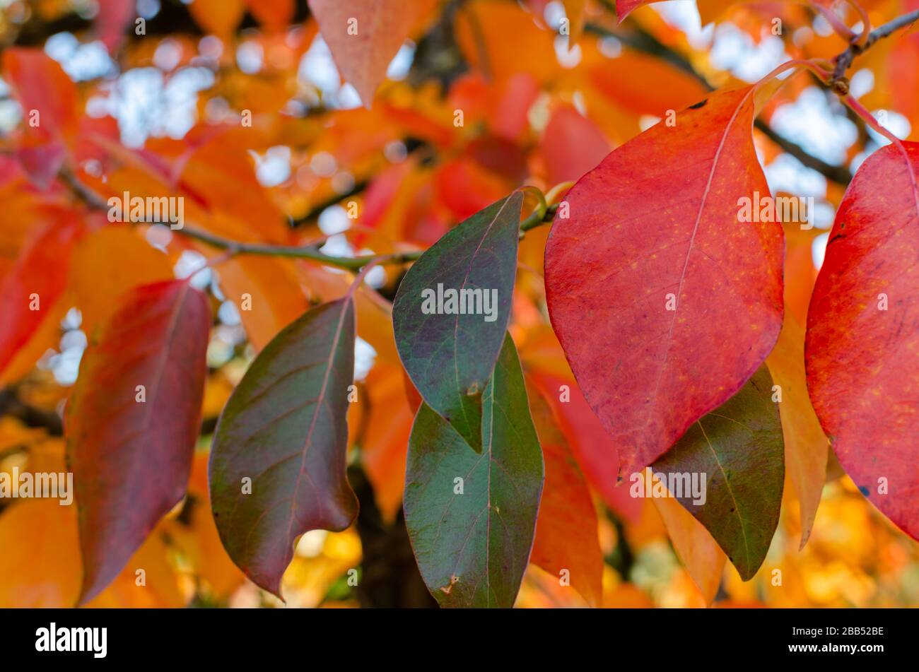 Bright red and orange autumn leaves of a Tupelo or Black Gum Tree ...