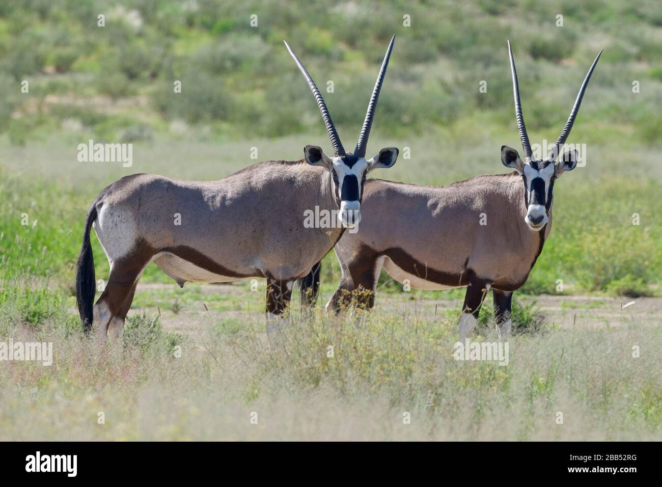 Gemsboks hi-res stock photography and images - Alamy