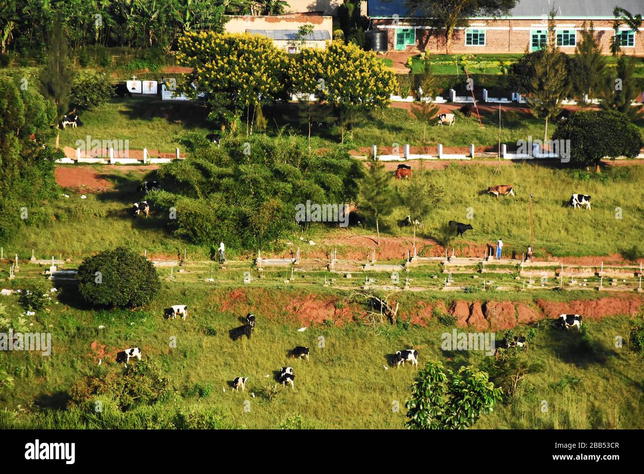 Cattle grazing in cemetery in Rwamagana Stock Photo - Alamy