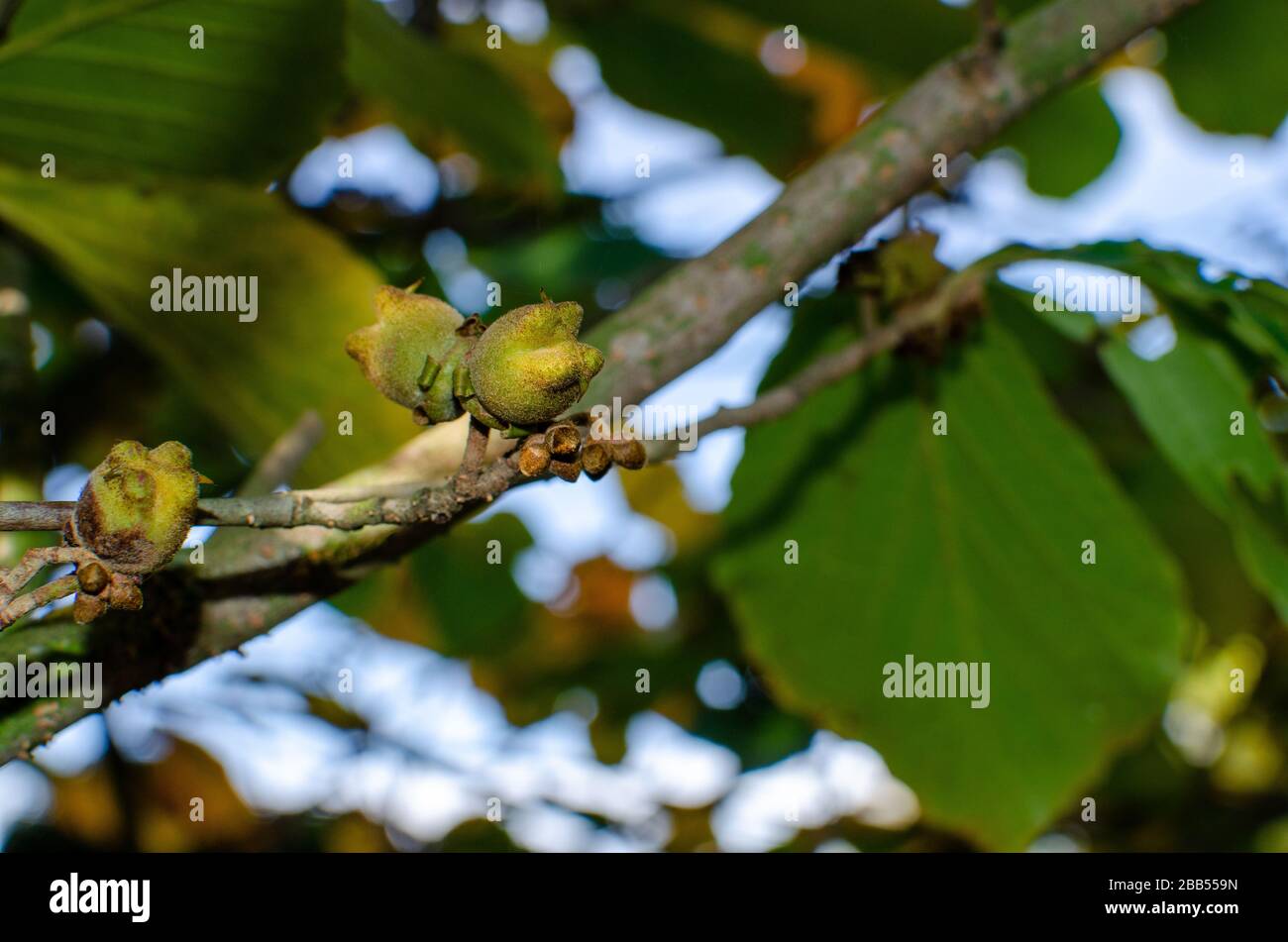 Witch hazel autumn foliage hamamelis hi-res stock photography and ...