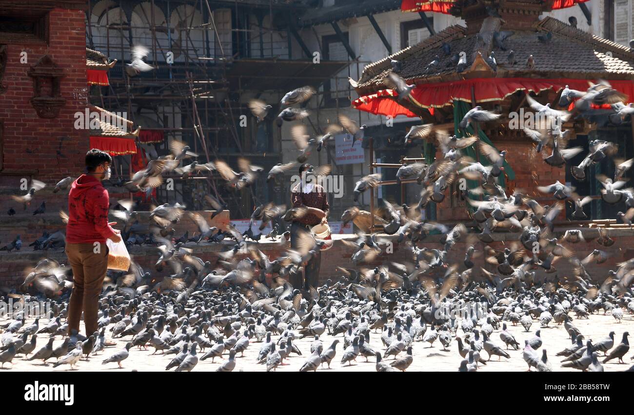 News animals pigeons hi-res stock photography and images - Alamy