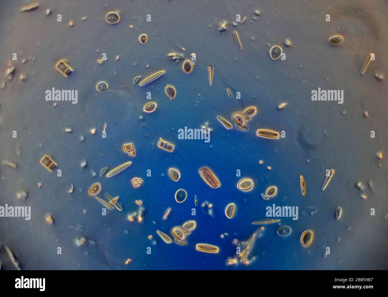 Diatom diversity, Amphora, Cocconeis, Cyclotella, Diatoma, Cymatopleura ...
