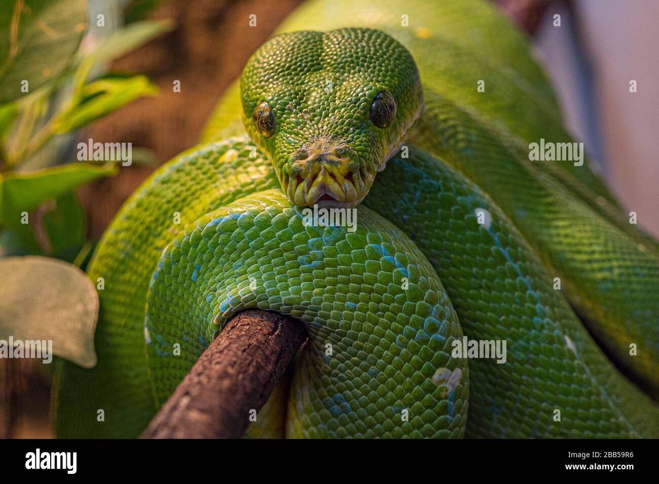 Green tree snake staring at you Stock Photo - Alamy