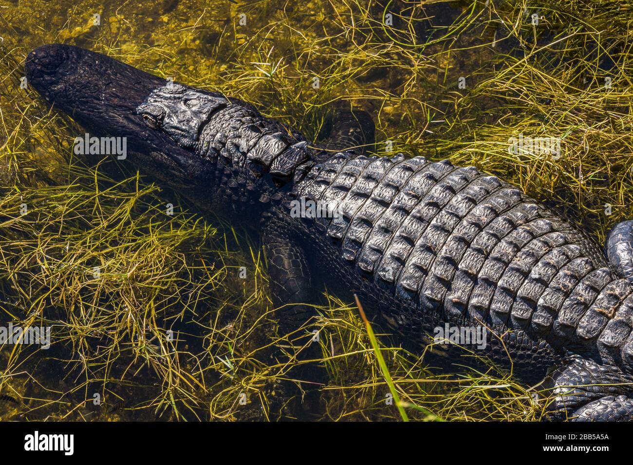 American Alligator lying in the sun relaxing Stock Photo - Alamy