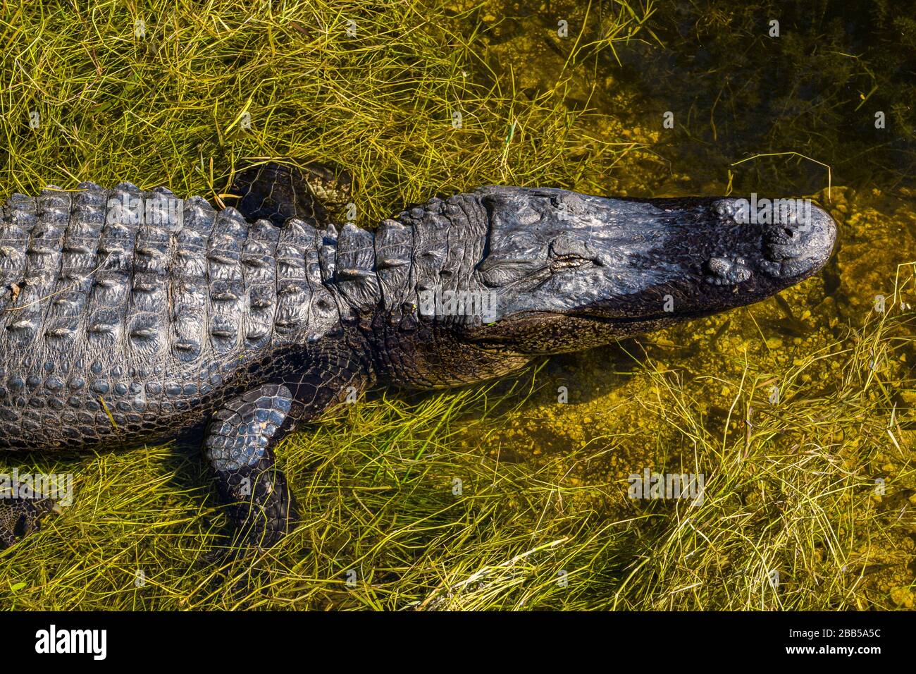 American Alligator lying in the sun relaxing Stock Photo - Alamy
