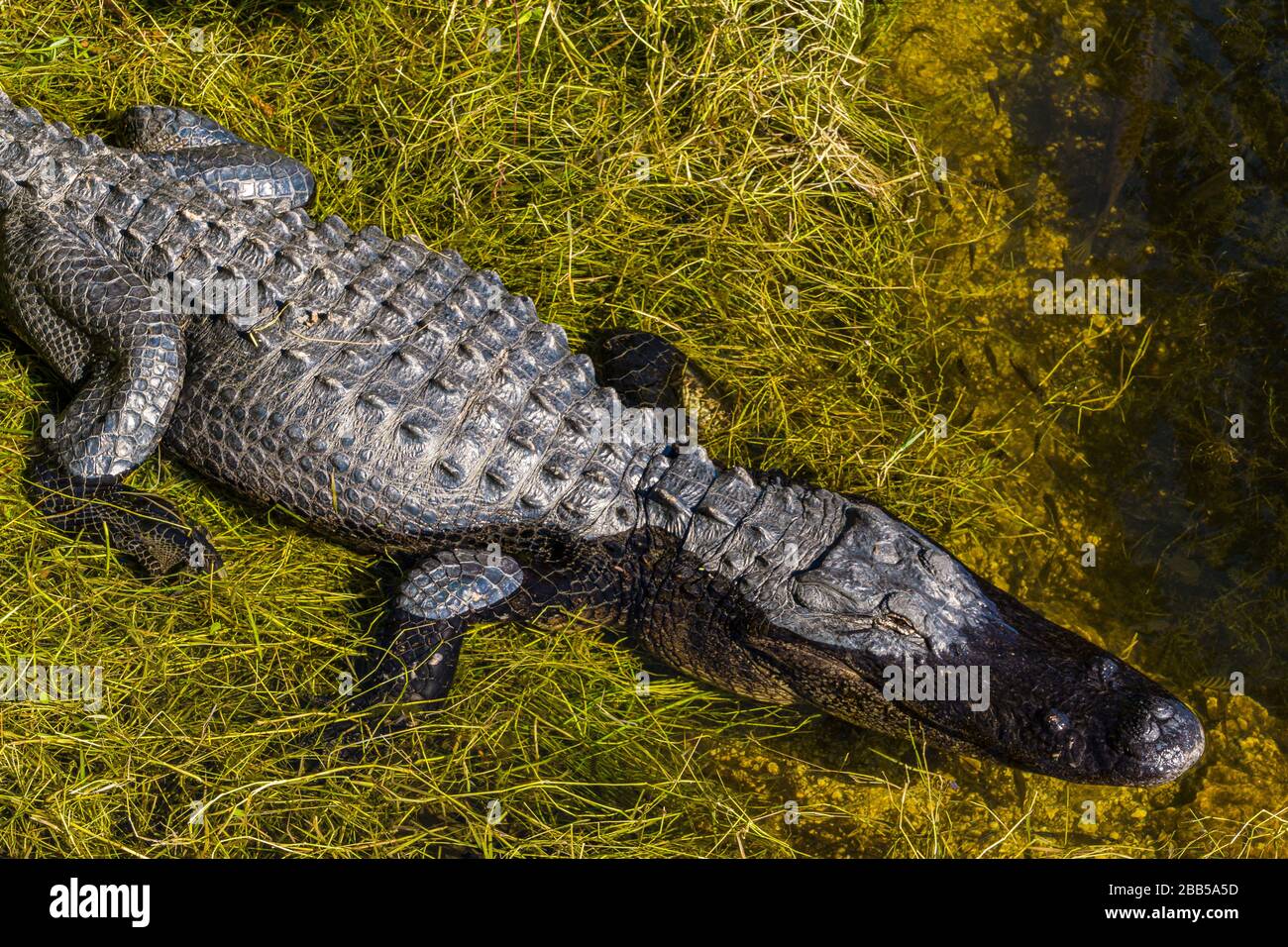 American Alligator lying in the sun relaxing Stock Photo - Alamy
