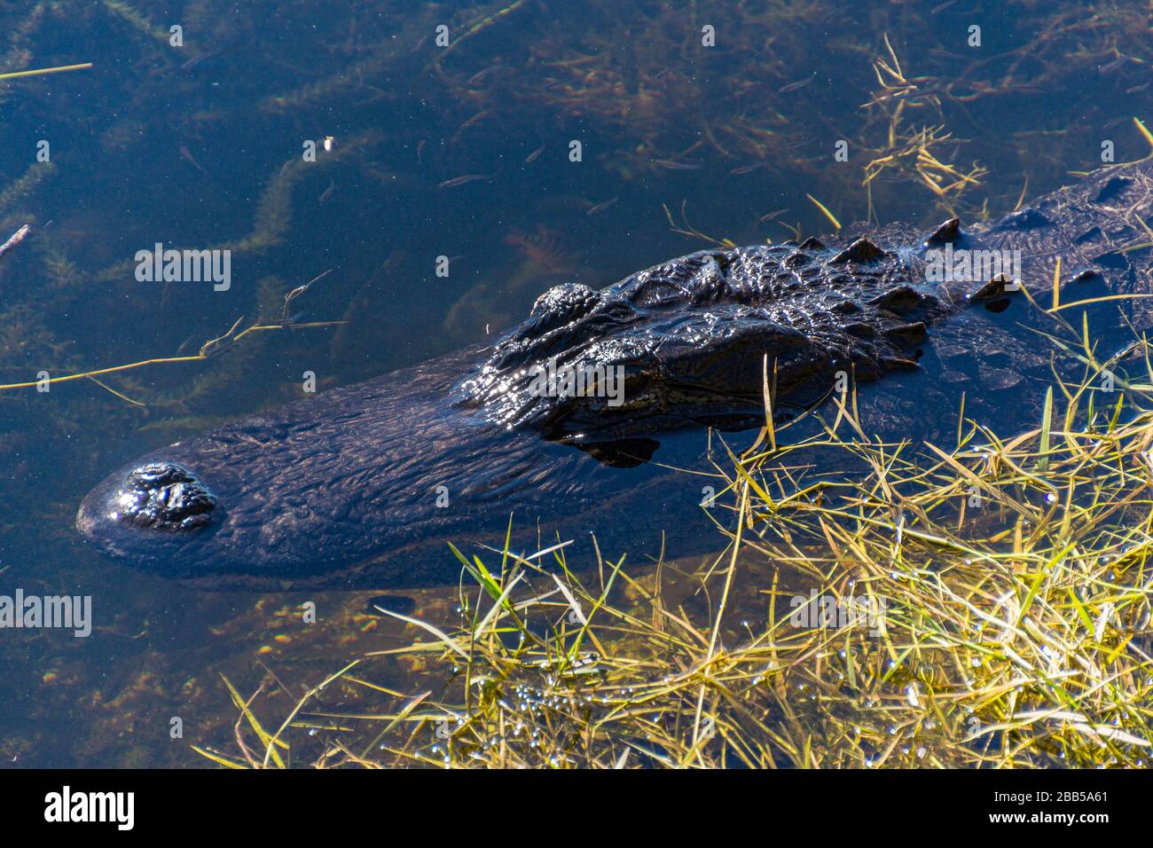 American Alligator swimming in the water relaxing Stock Photo - Alamy