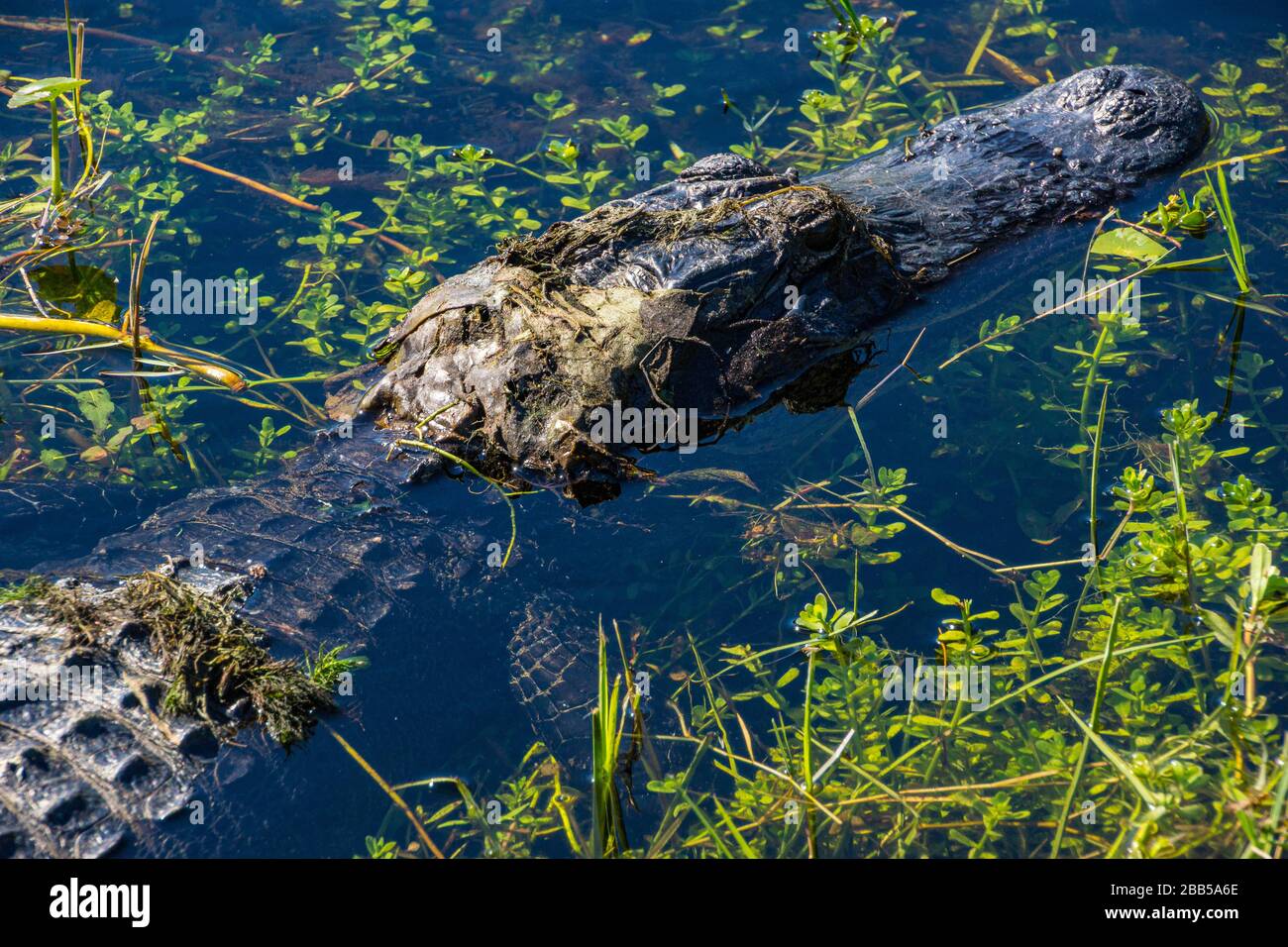 American alligator swimming hi-res stock photography and images - Alamy