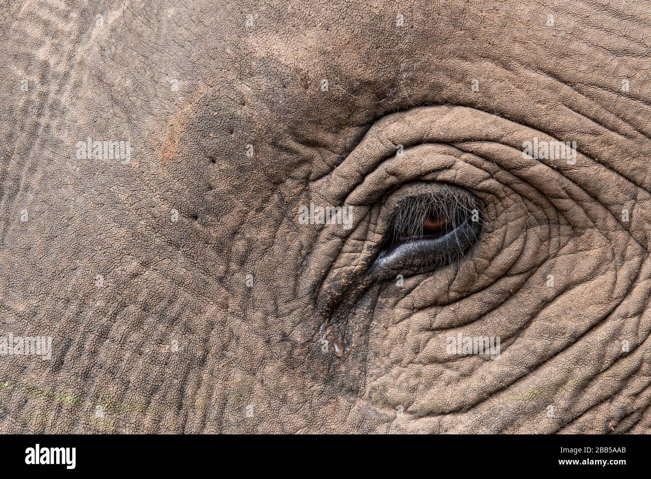 India, Madhya Pradesh, Bandhavgarh National Park. Asian elephant, head ...