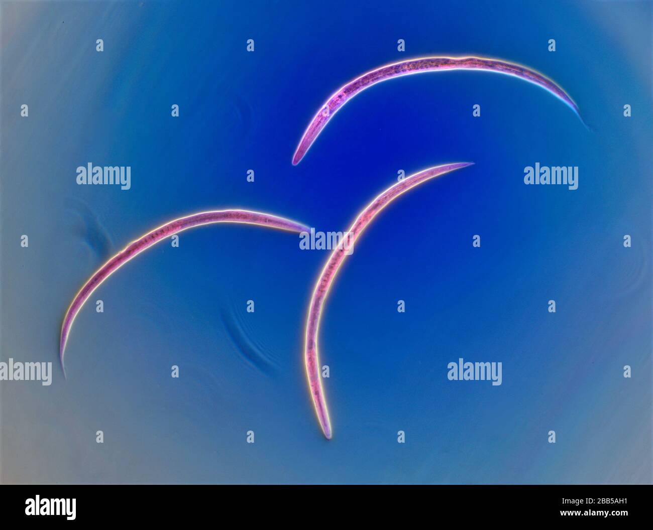 Nematodes hi-res stock photography and images - Alamy