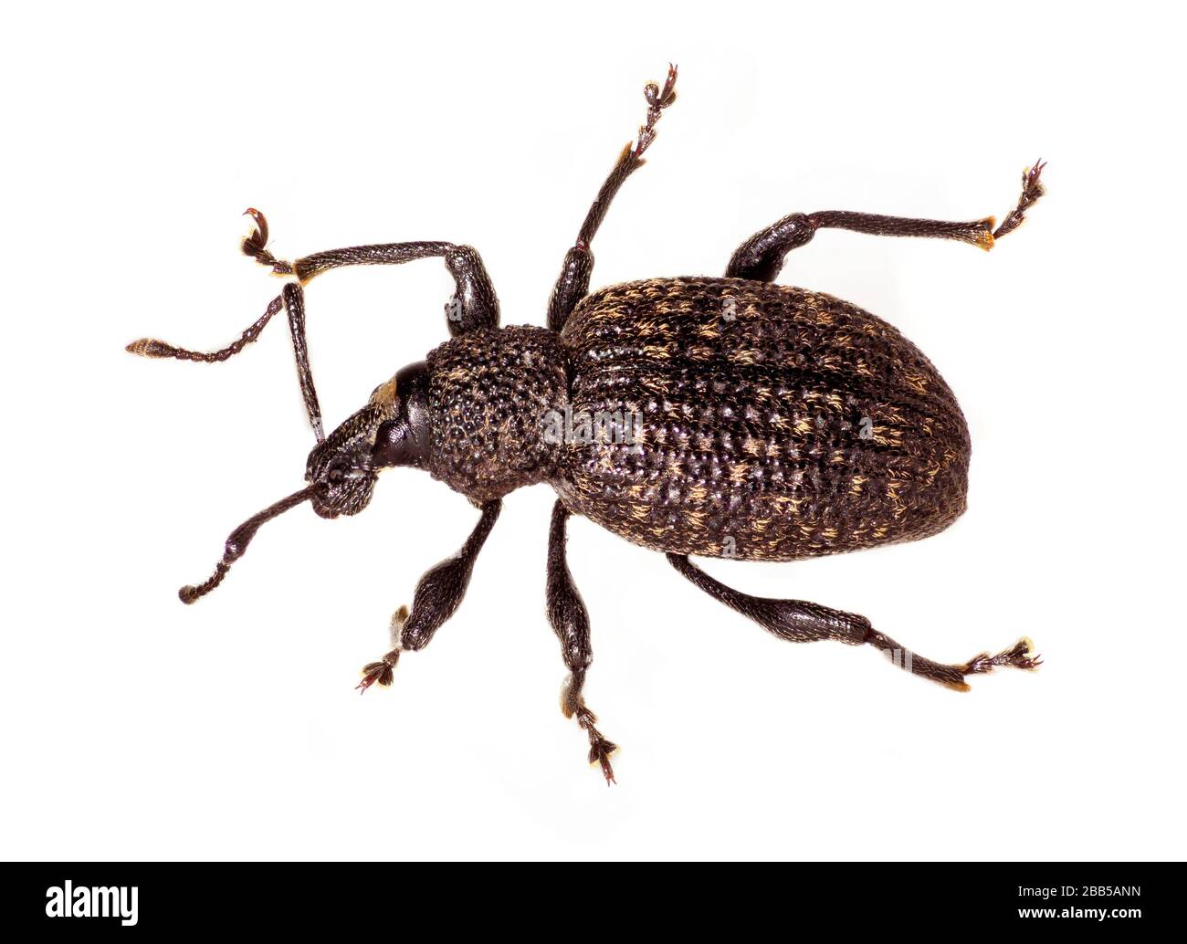 Parthenogenesis is known as thelytoky hi-res stock photography and ...