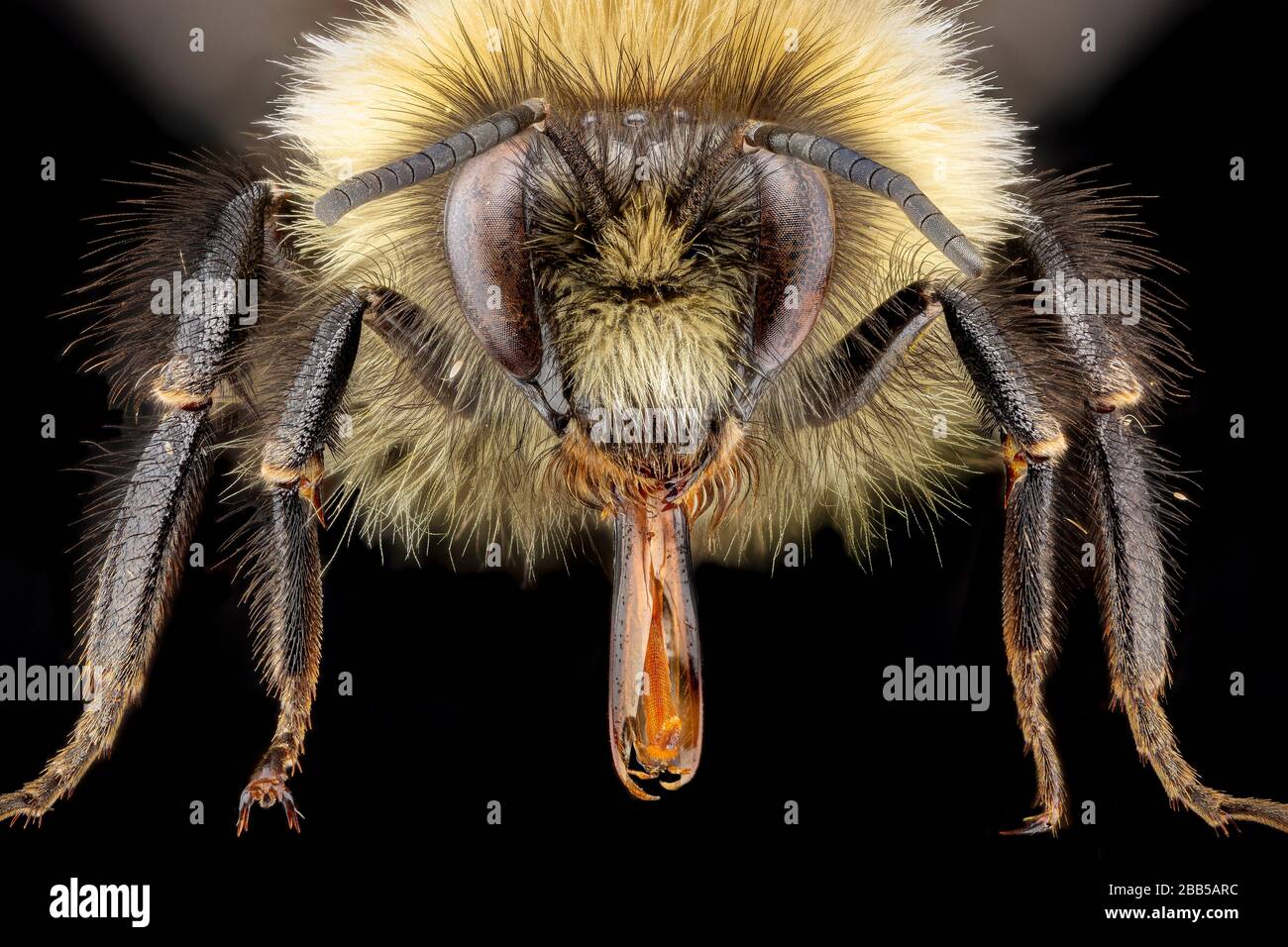 Bumblebee eyes hi-res stock photography and images - Alamy