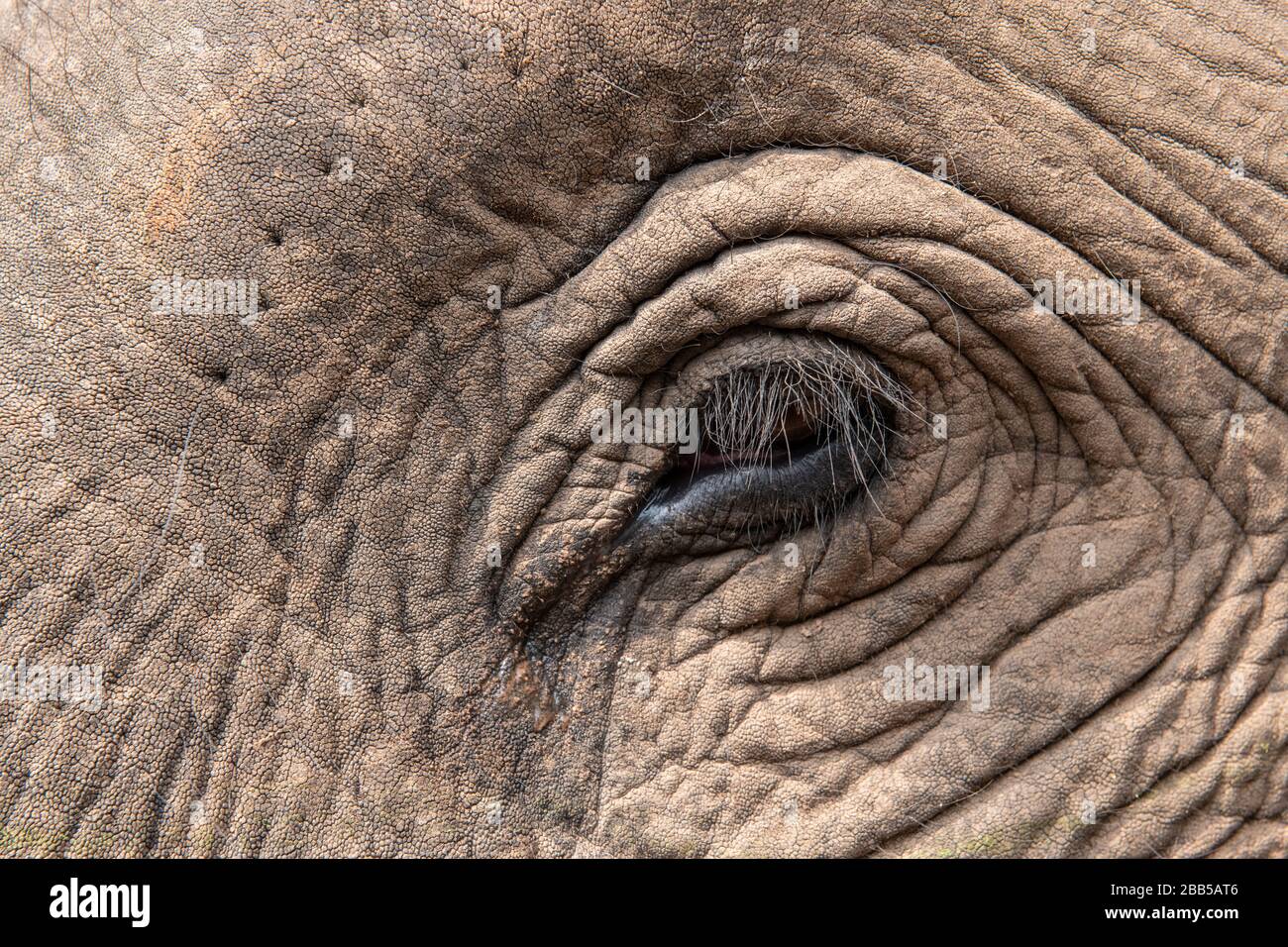 India, Madhya Pradesh, Bandhavgarh National Park. Asian elephant, head ...