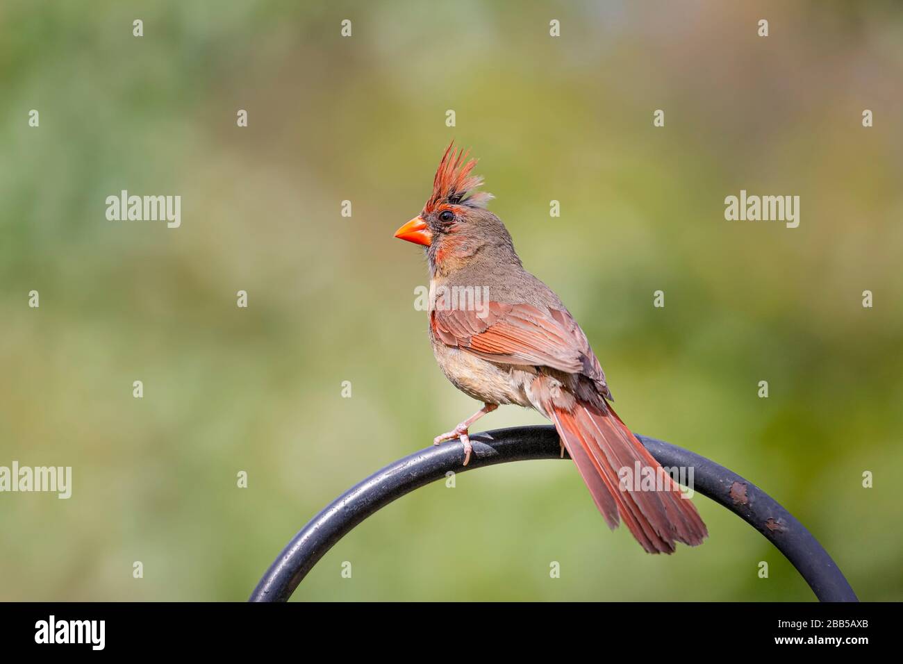Redbird common cardinal hi-res stock photography and images - Alamy