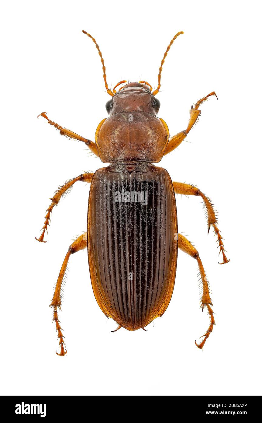 Coleoptera hi-res stock photography and images - Alamy