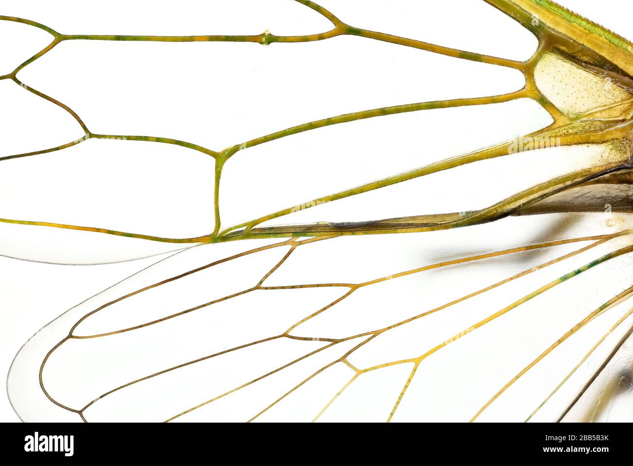 Cicadas cicadidae hi-res stock photography and images - Alamy