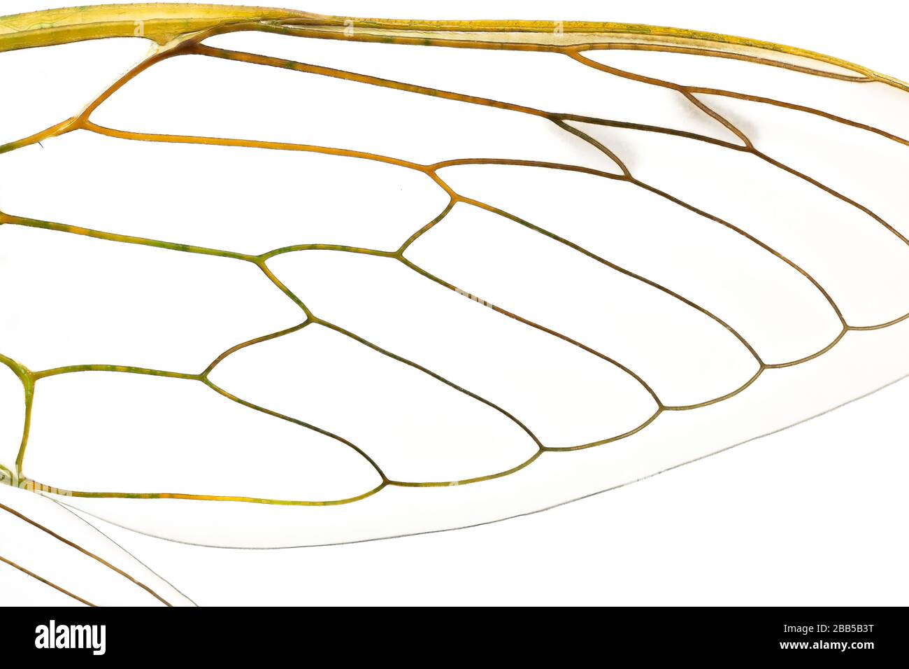 Cicada wings spread hi-res stock photography and images - Alamy