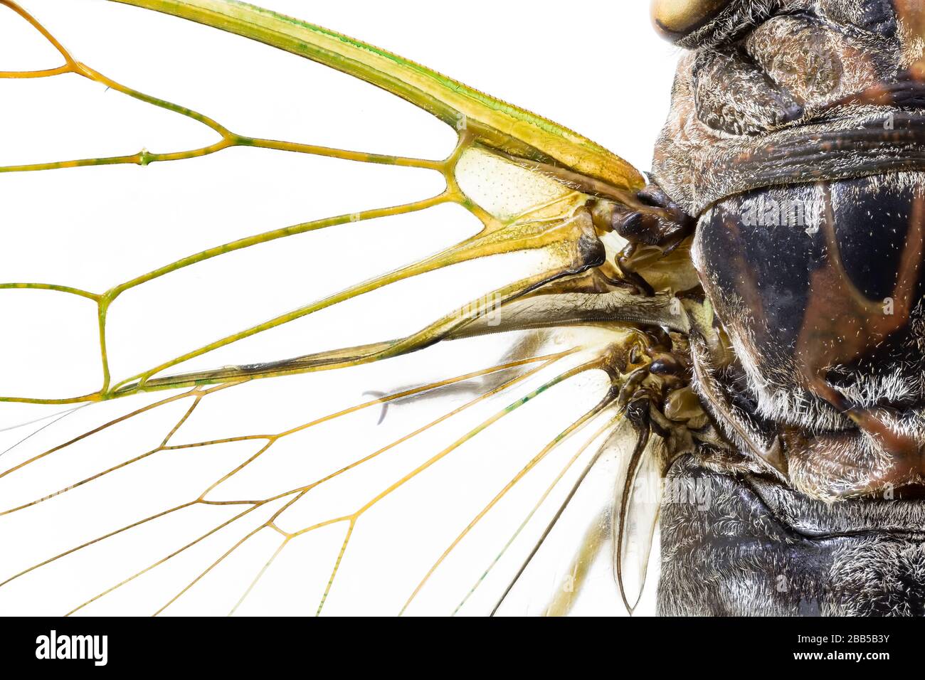 Specimen collection hi-res stock photography and images - Alamy