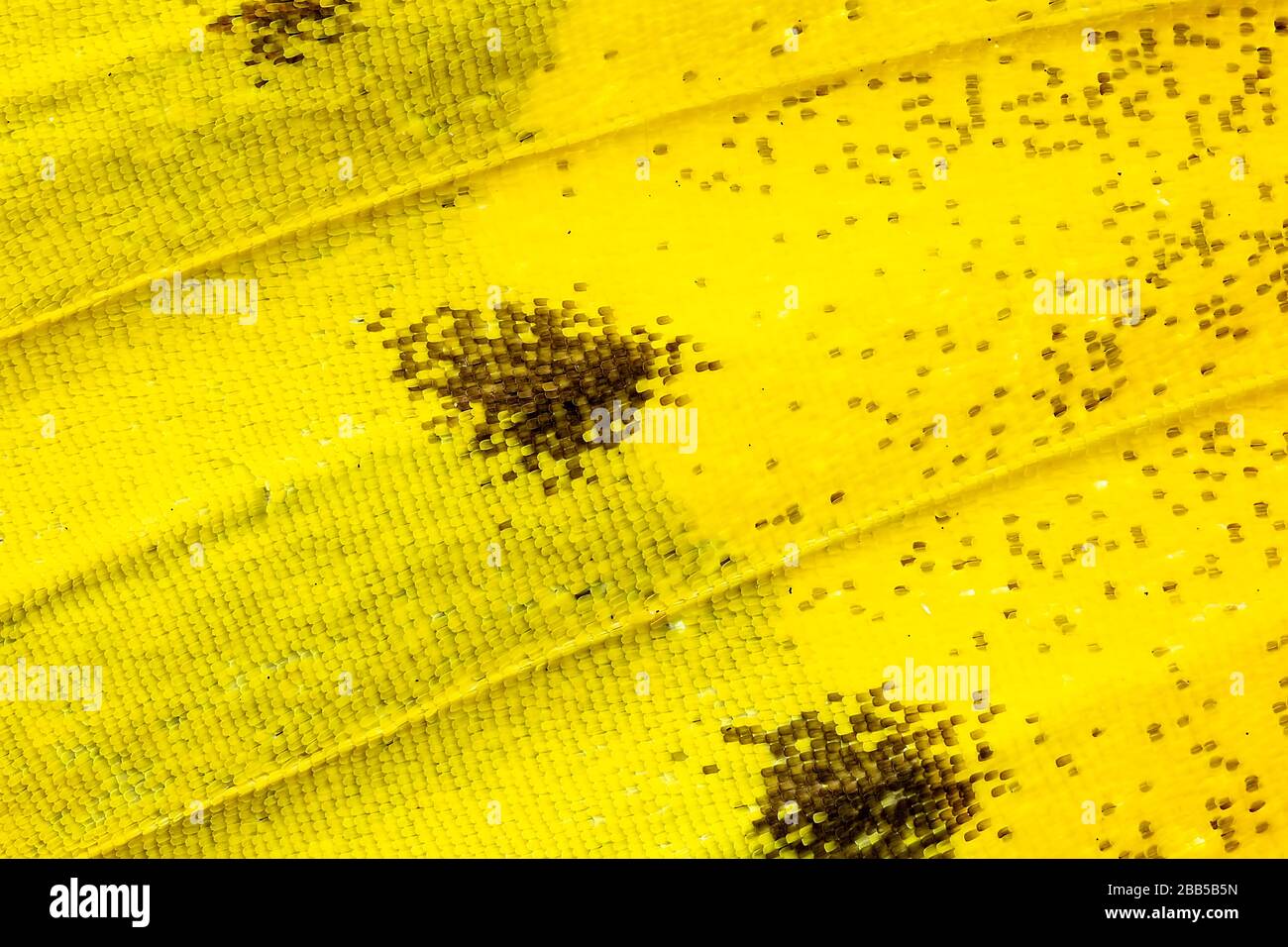 Colias eurytheme butterfly hi-res stock photography and images - Alamy