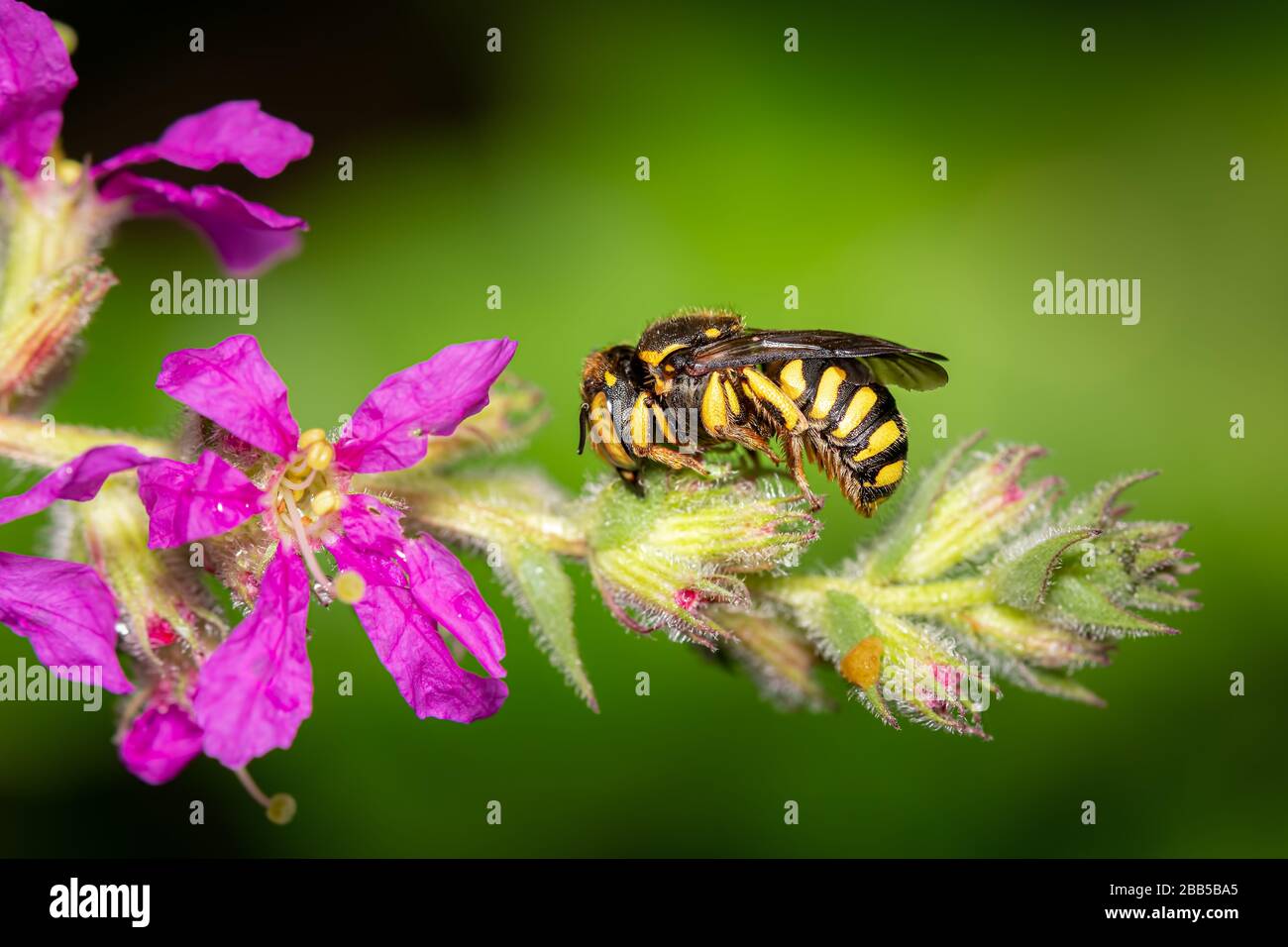 Small anthidium bee sleeping on a flower with blurred green background ...