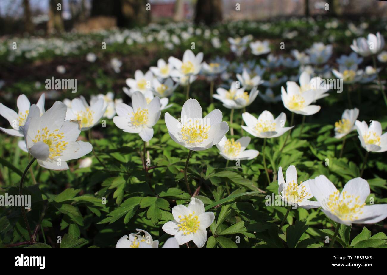 The beauitful white spring flowers of Anemone nemorosa, growing ...