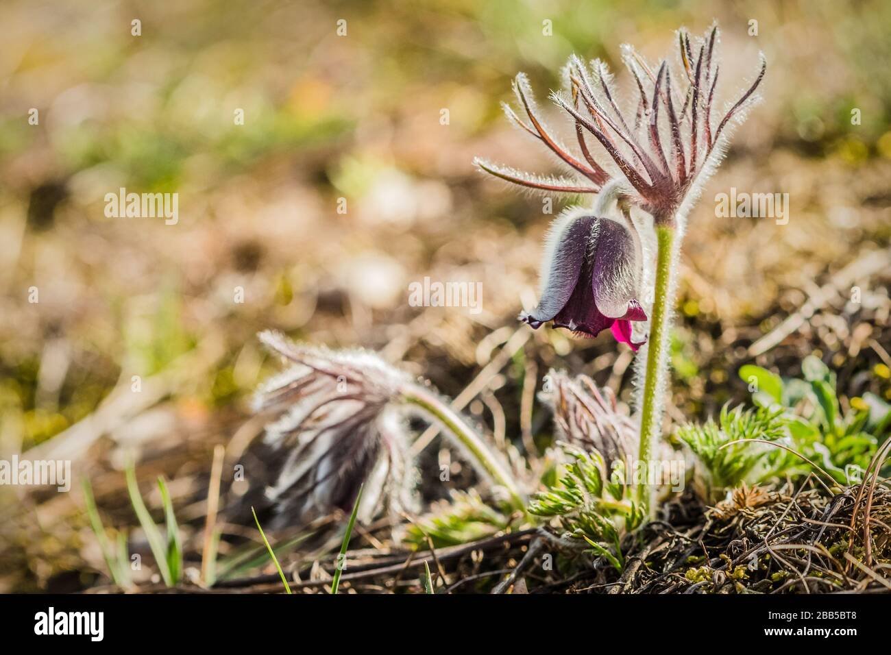 Fresh meadow anemone, also called small pasque flower with dark purple ...