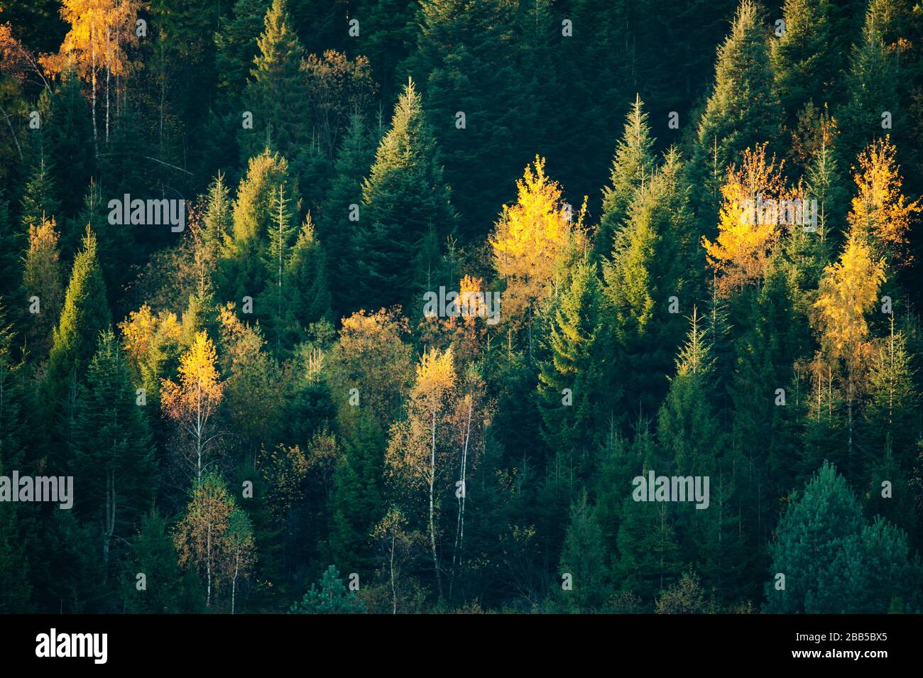 Beautiful evergreen forest with fir trees and orange birches in autumn ...
