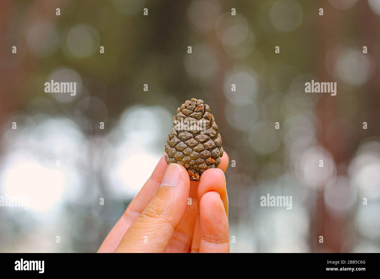 pine cone holding in your hand and fold your fingers together. The dry ...