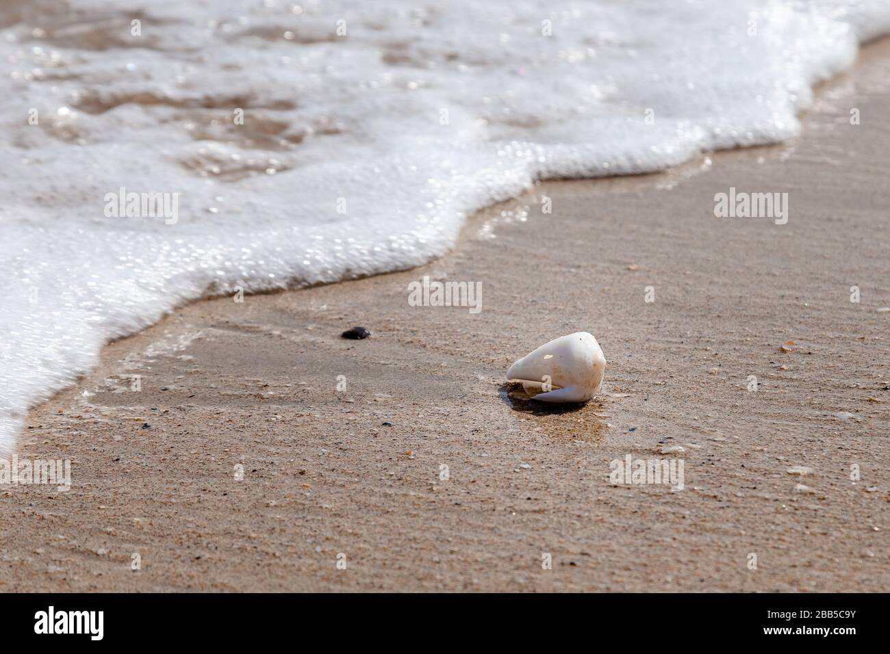 white shell in the sand Stock Photo - Alamy