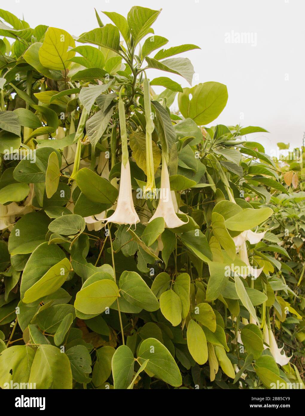 White trumpet flower hi-res stock photography and images - Alamy