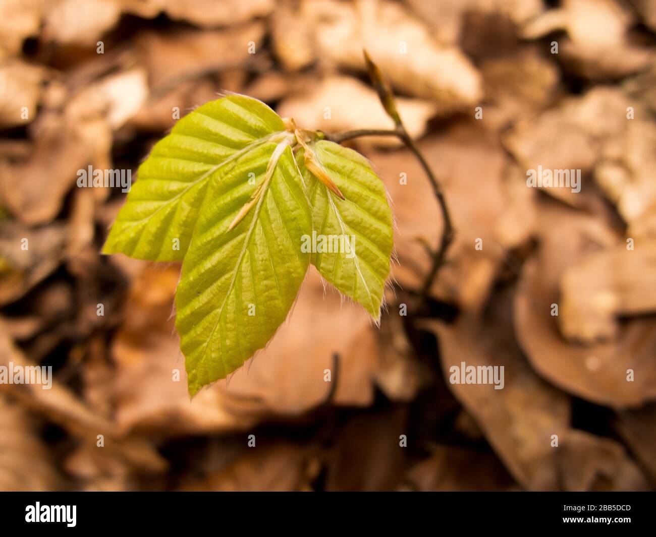 Fagus sylvatica spring leaves of sapling in a Chilterns woodland ...