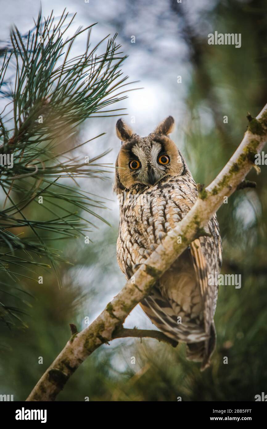 Wild long-eared owl, beige and black owl with orange eyes, sitting on a ...