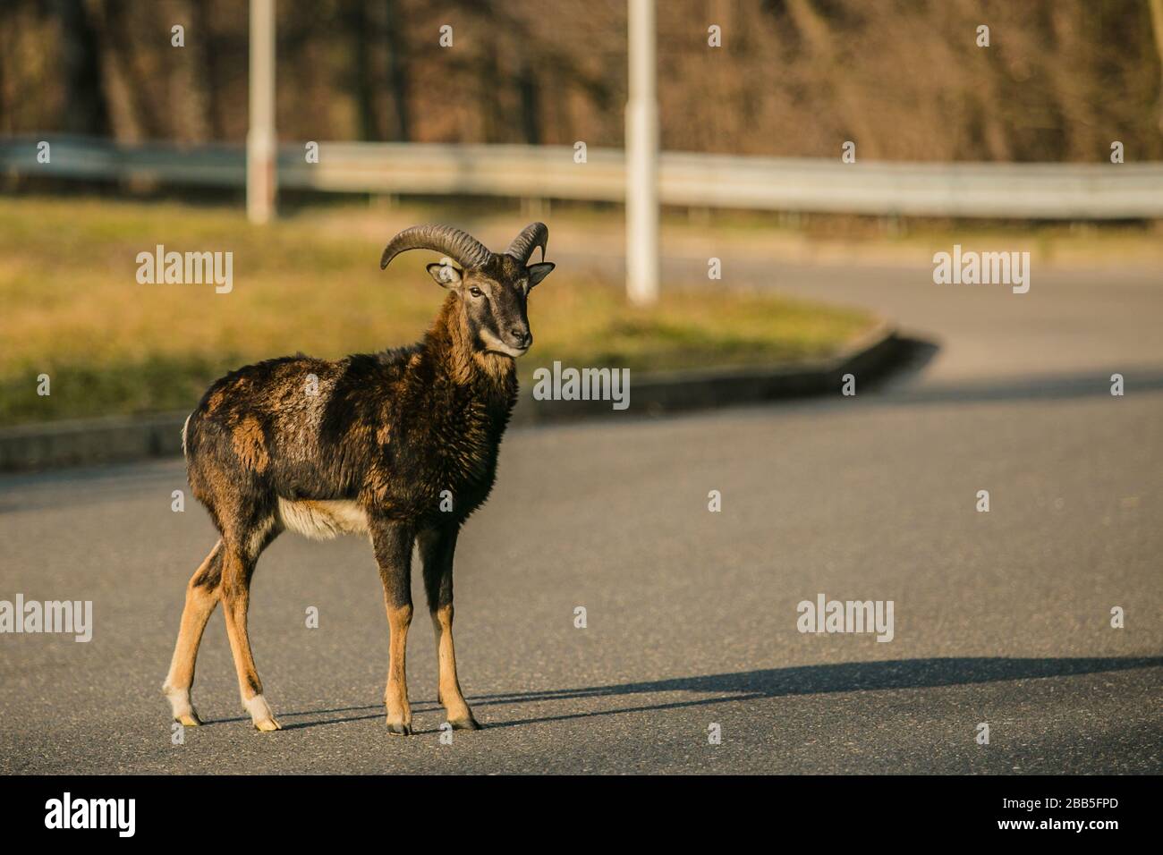 Musimon musmon hi-res stock photography and images - Alamy