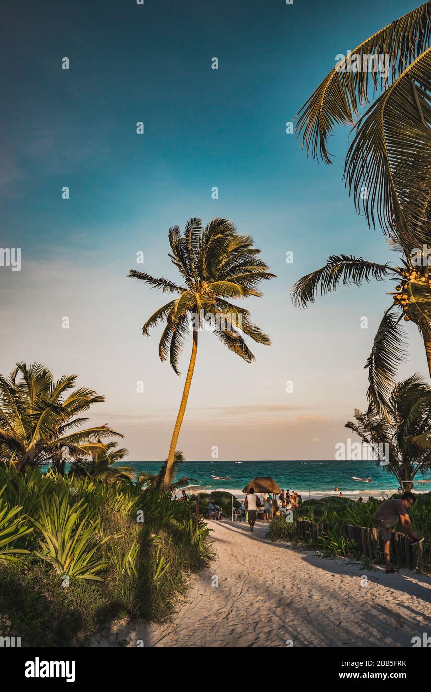 Sunset view in Tulum at tropical coast. Palm tree and beach in Quintana ...