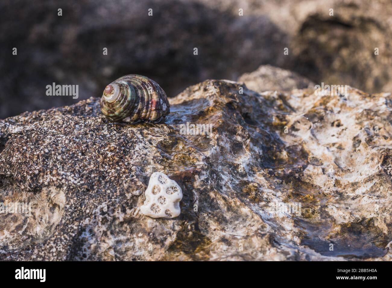 Indonesia beach shells hi-res stock photography and images - Alamy