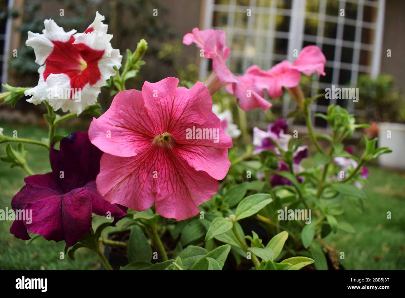 Purple wave petunias hi-res stock photography and images - Alamy