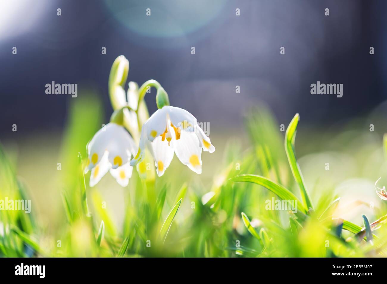 Snowdrop Photography High Resolution Stock Photography and Images - Alamy