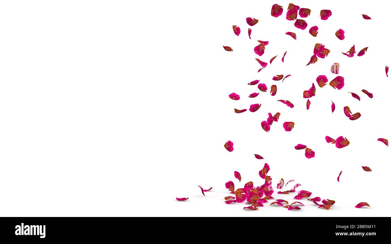 Rose petals fall beautifully on the floor. Isolated white background ...