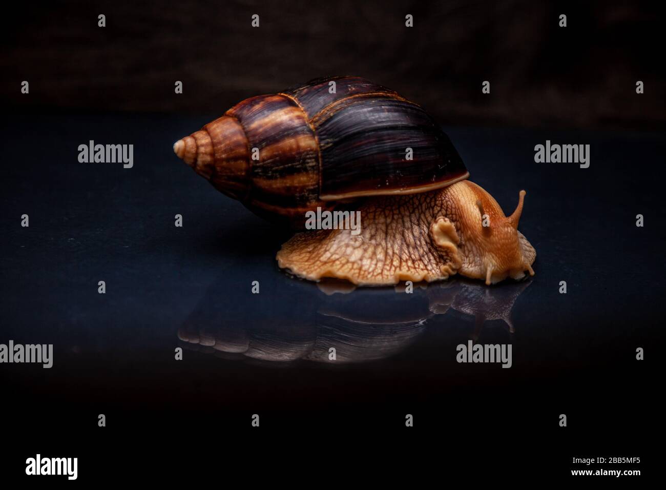 Portrait of a snail. Big African snail Achatina. Exotic pet not ...