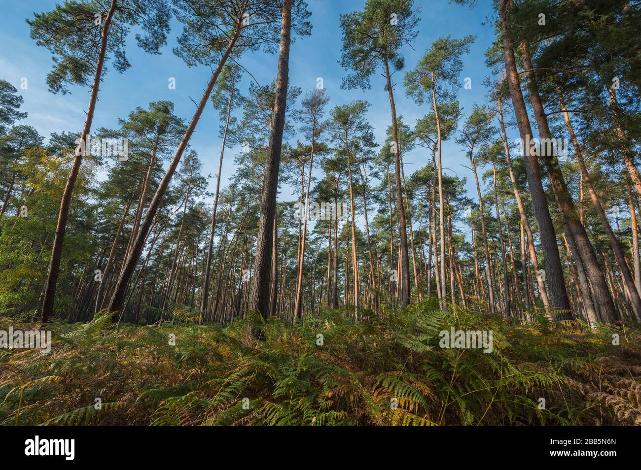Pine forest, Nature Reserve, Moenchbruch, near Moerfelden and ...
