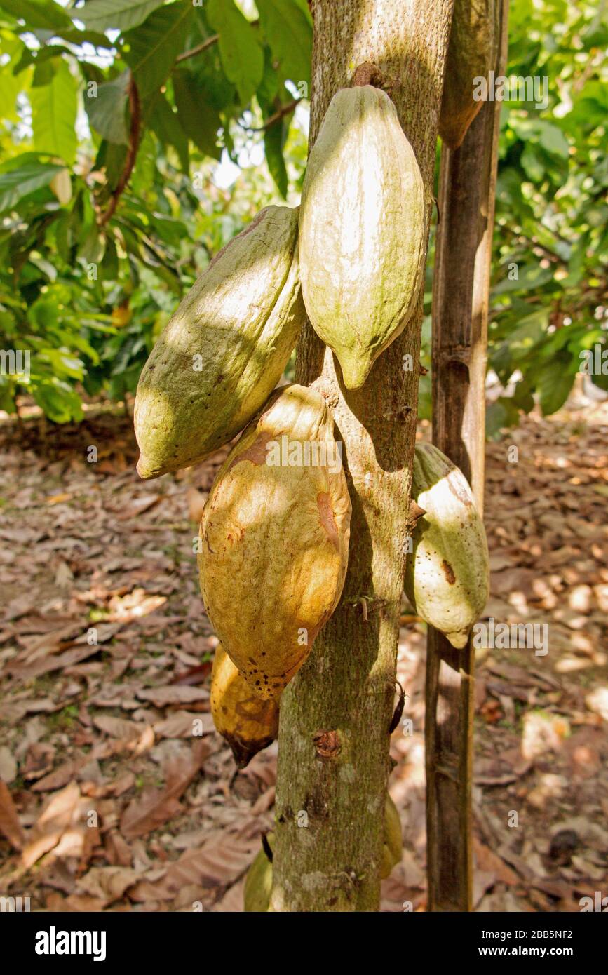 The fruits of the cocoa tree grow from the tree trunk and are picked by ...